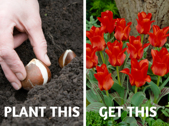 Plant Now For Spring Blooms | Flowers, Bulbs, Gardening | Blooming Secrets