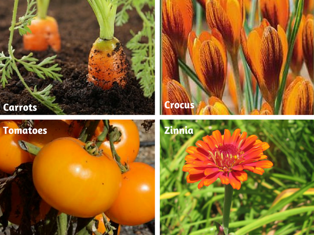 The Year In Color | Orange, Flowers, Vegetables, Garden | Blooming Secrets