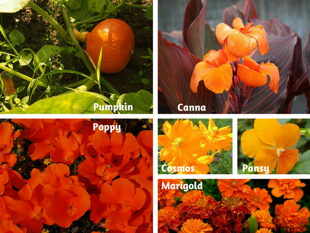 Color Our Work Orange | Orange Plants and Projects | Blooming Secrets