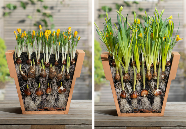 DIY: Lasagna Gardening | Bulbs, Container Gardening | Blooming Secrets