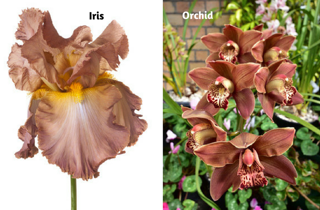 Brown Flowers & Plants | Flowers, Bulbs, Plants, Garden | Blooming Secrets