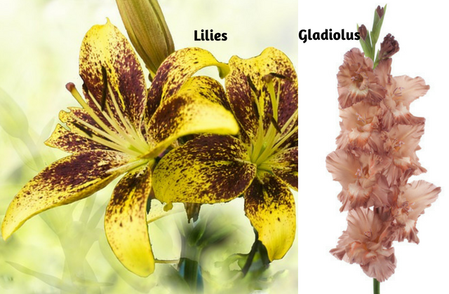 Brown Flowers & Plants | Flowers, Bulbs, Plants, Garden | Blooming Secrets