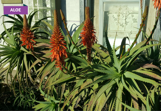 Tips on Aloe and Agave | Succulents, Plants, Gardening | Blooming Secrets