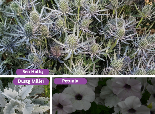 Silver Flowers & Plants | Garden Colors, Gardening | Blooming Secrets