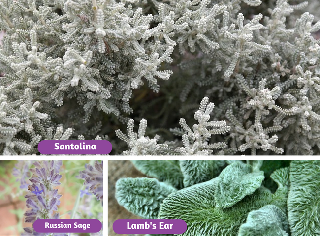 Silver Flowers & Plants | Garden Colors, Gardening | Blooming Secrets