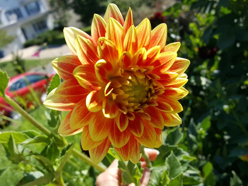 August Gardening Tips | Tips & Tricks, Gardening | Blooming Secrets