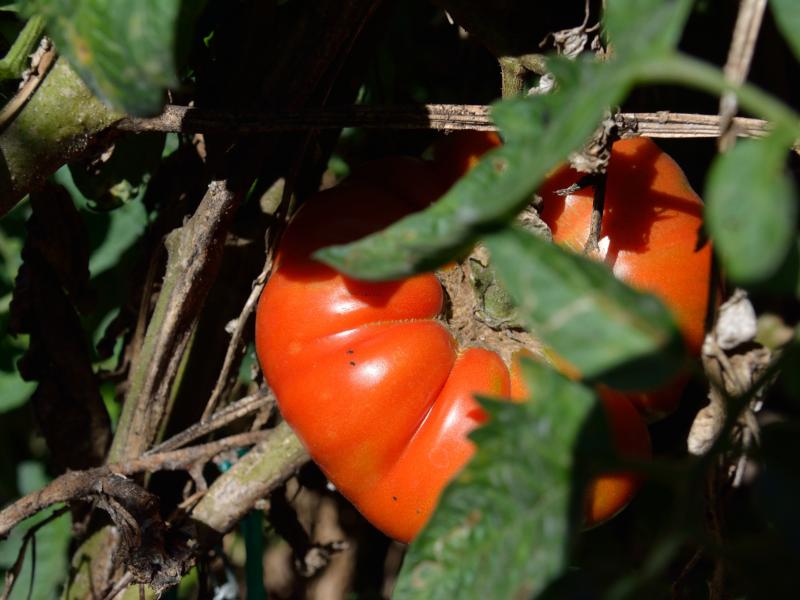 5 Tips for Growing Great Tomatoes | Tomatoes, Gardening | Blooming Secrets