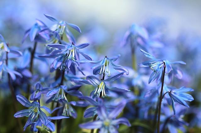 Tips For Growing Scilla | Flowers, Perennial, Gardening | Blooming Secrets