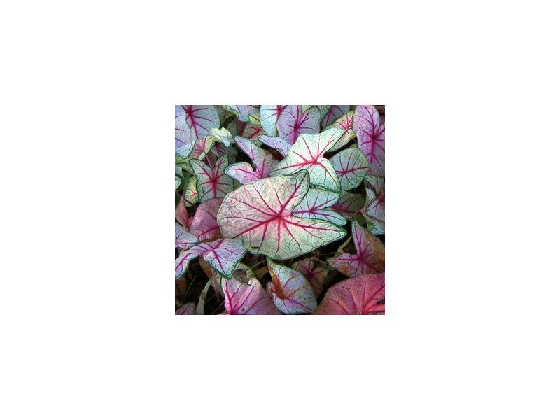 White Queen Caladium | Caladium, Bulb, Gardening | Blooming Secrets