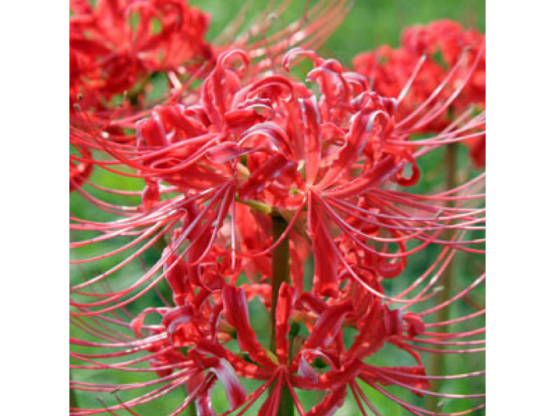 Red Spider Lily | Lycoris Radiata, Flowers, Gardening | Blooming Secrets