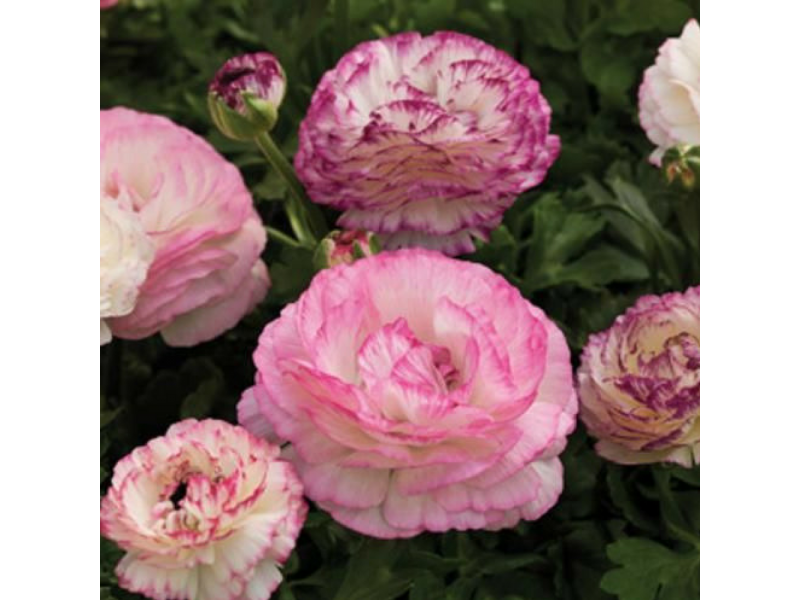 Ranunculus Pastel Mix | Persian Buttercup, Gardening | Blooming Secrets
