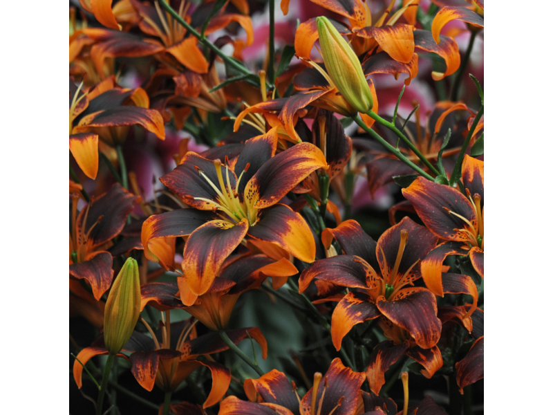 Forever Susan Lily | Flowers, Lilies, Gardening | Blooming Secrets