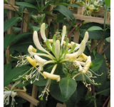 Tips On Growing Honeysuckle Vines | Vines, Gardening | Blooming Secrets