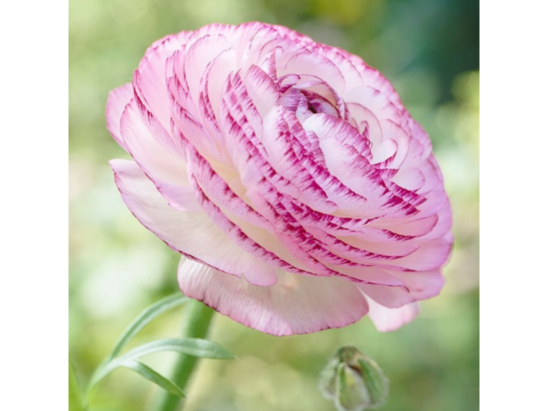 Picotee Ranunculus Flower | Persian Buttercup, Gardening | Blooming Secrets