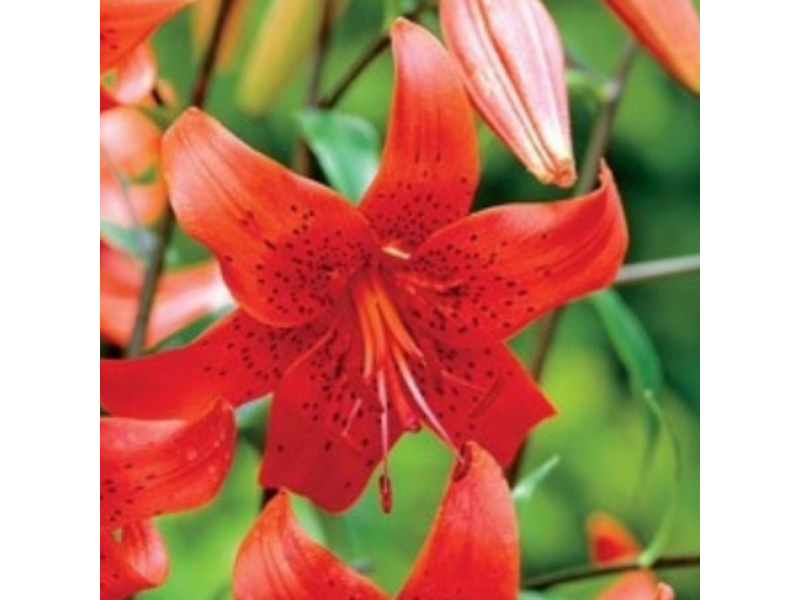 Red Twinkle Lily | Flowers, Tiger Lily, Bulbs, Gardening | Blooming Secrets