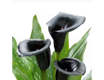 Escape Calla Lily | Calla Lily, Flowers, Gardening | Blooming Secrets