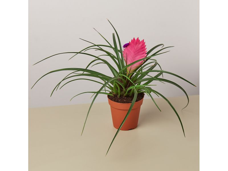 Pink Quill Bromeliad | Houseplant, Air Plant, Gardening | Blooming Secrets
