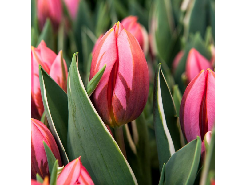 Pretty Princess Tulip | Triumph Tulip, Flower, Gardening | Blooming Secrets
