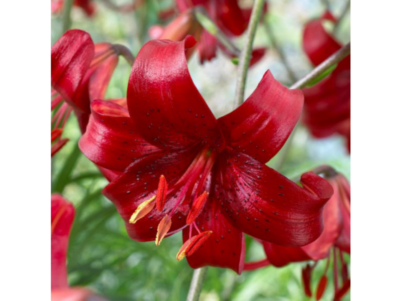 Red Velvet Lily | Tiger Lily, Lily, Flower, Gardening | Blooming Secrets