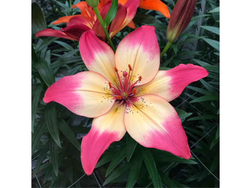 Heartstrings Lily |Asiatic Lily, Flower, Gardening | Blooming Secrets