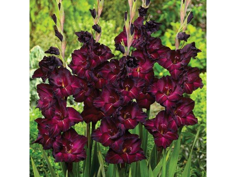 Expresso Gladiolus | Gladiolus, Flower, Gardening | Blooming Secrets