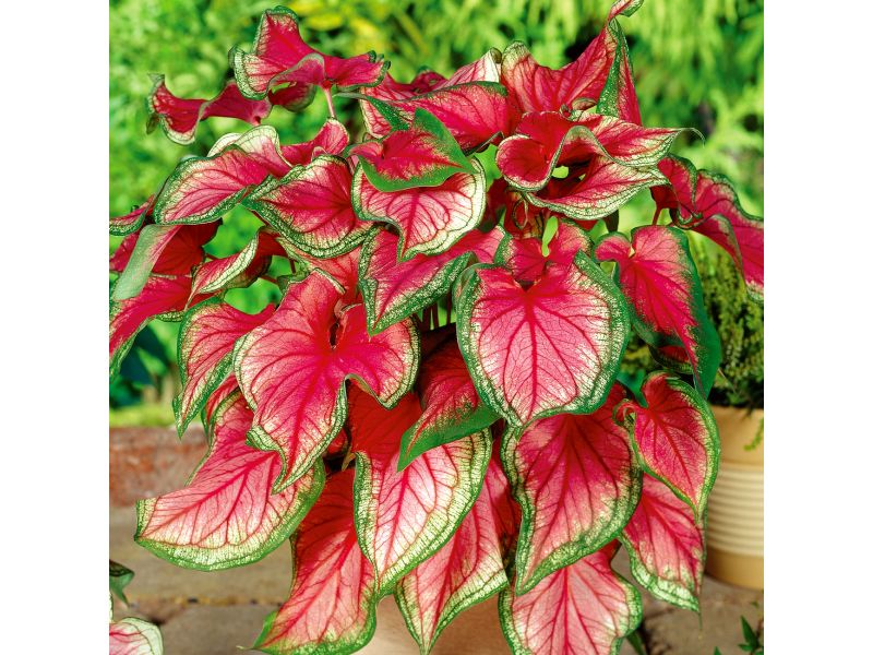 Florida Sweetheart Caladium | Caladium, Plant, Gardening | Blooming Secrets
