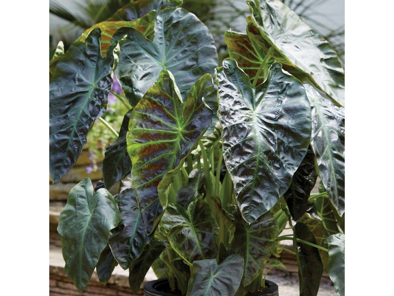 Aloha Colocasia | Colocasia, Elephant Ear, Gardening | Blooming Secrets