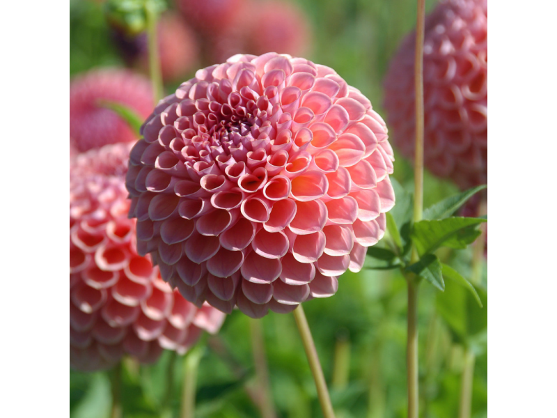 Jowey Winnie Dahlia | Flowers, Dahlia, Gardening | Blooming Secrets