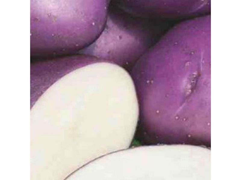 Huckleberry Gold Potato | Veggies, GMO Free, Gardening | Blooming Secrets