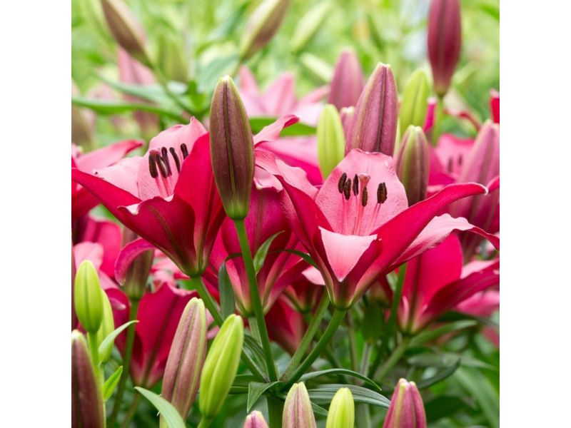 Pink County Lily | Asiatic Lily, Flower, Bulb, Gardening | Blooming Secrets