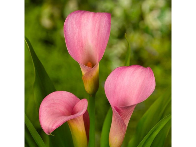 Denver Calla Lily | Calla Lily, Flowers, Gardening | Blooming Secrets