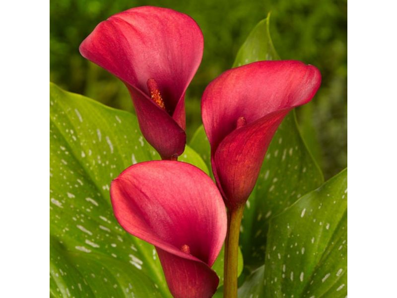Red Alert Calla Lily | Calla Lily, Flowers, Gardening | Blooming Secrets