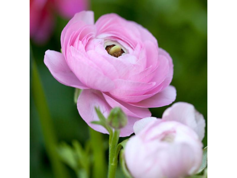 Pink Ranunculus | Ranunculus, Flowers, Gardening | Blooming Secrets