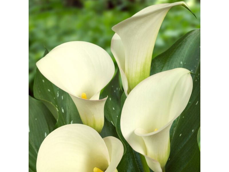 Captain Ventura | Calla Lily, Flowers, Gardening | Blooming Secrets