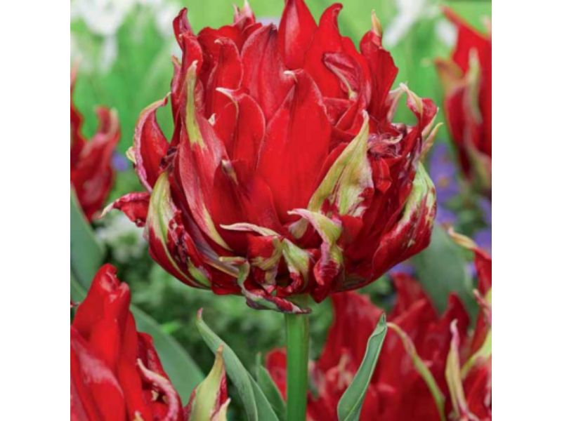 Red Spider Tulip | Flowers, Tulips, Gardening | Blooming Secrets