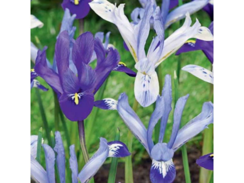 Blue Orchid Iris Mix | Flowers, Iris, Gardening | Blooming Secrets