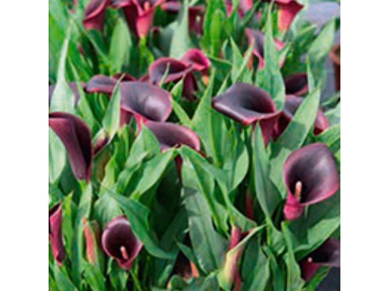 Barracuda Calla Lily | Flowers, Calla Lily, Gardening | Blooming Secrets