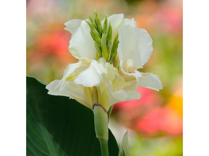 Moonshine Canna | Canna, Bulb, Gardening | Blooming Secrets