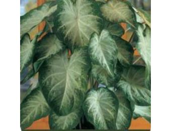 Aaron Caladium | Caladium, Bulb, Foliage, Gardening | Blooming Secrets