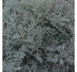 Silver Flowers & Plants | Garden Colors, Gardening | Blooming Secrets